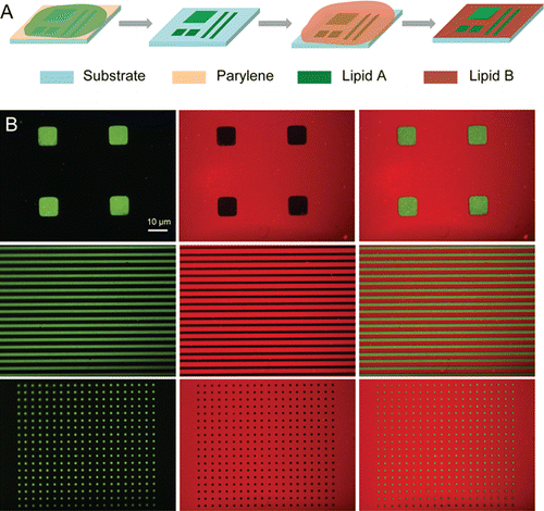 Micropatterning of Phase-Segregated Supported Lipid Bilayers and Binary ...