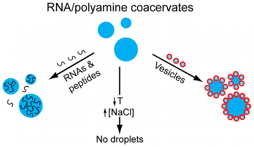 RNA-Based Coacervates as a Model for Membraneless Organelles: Formation ...