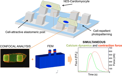 Analysis of Calcium Transients and Uniaxial Contraction Force in Single ...