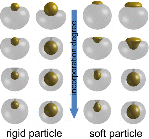 Incorporation of Soft Particles into Lipid Vesicles: Effects of Particle Size and Elasticity ...