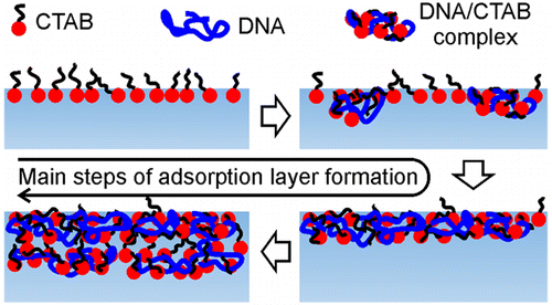 Phase Transitions in DNA/Surfactant Adsorption Layers,Langmuir - X-MOL