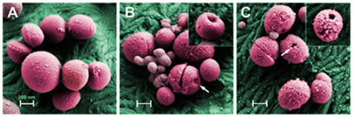 环化改善抗菌拟肽的膜渗透,Langmuir - X-MOL