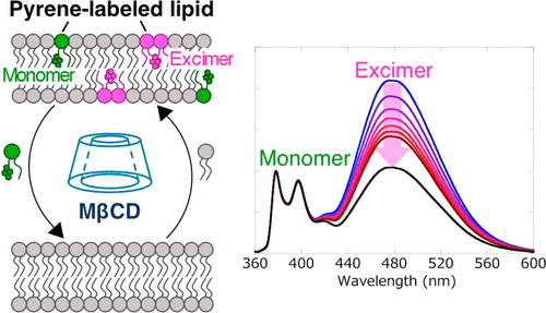 Kinetic Analysis of the Methyl-β-cyclodextrin-Mediated Intervesicular ...