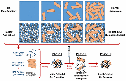 Hyaluronic-Acid–Hydroxyapatite Colloidal Gels Combined with Micronized ...