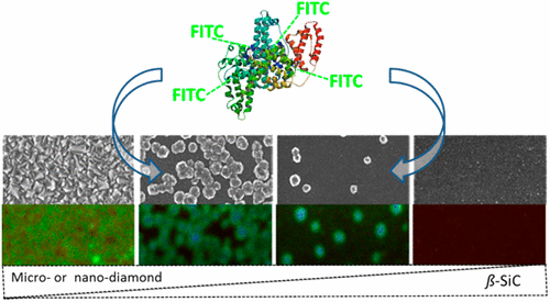 时间分辨荧光显微镜对BSA在微/纳米晶Diamond /β-SiC复合梯度薄膜上吸附的详细研究,Langmuir - X-MOL