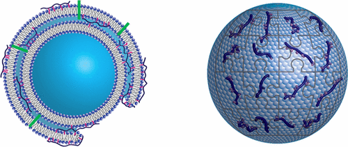 两亲性多肽类用作连接胶，可将脂质体转化为具有紧密间隔的双层的多层结构,Langmuir - X-MOL