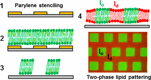 Two-Phase Contiguous Supported Lipid Bilayer Model for Membrane Rafts ...