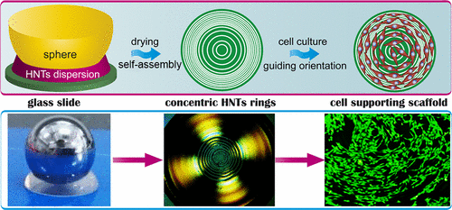 Self-Assembling Halloysite Nanotubes into Concentric Ring Patterns in a ...