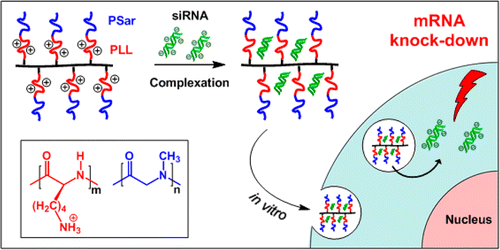 Cylindrical Brush Polymers with Polysarcosine Side Chains: A Novel ...
