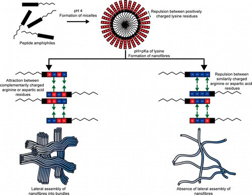 pH-Controlled Hierarchical Self-Assembly of Peptide Amphiphile ...