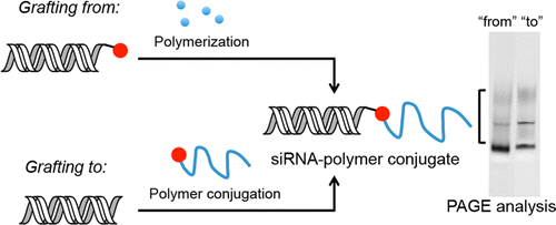 Grafting from Small Interfering Ribonucleic Acid (siRNA) as an ...