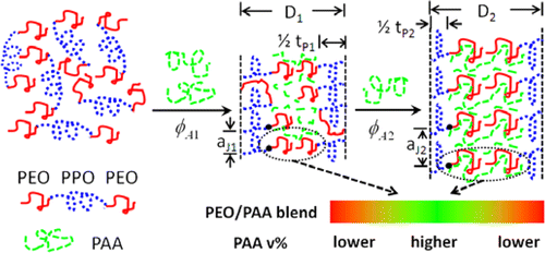 Distributions of a Linear Homopolymer Additive in an Ordered Block ...