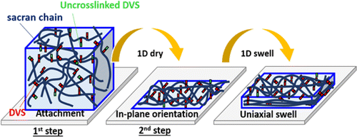 Uniaxial Swelling in LC Hydrogels Formed by Two-Step Cross-Linking,Macromolecules - X-MOL
