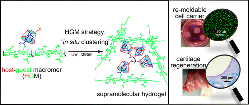 Robust Biopolymeric Supramolecular “Host−Guest Macromer” Hydrogels Reinforced by in Situ Formed ...