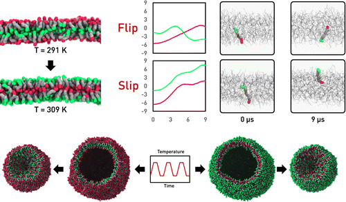 Non-Equilibrium Dynamics of Vesicles and Micelles by Self-Assembly of ...