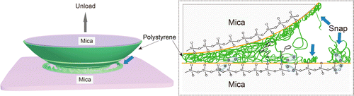 Adhesion and Detachment Mechanisms between Polymer and Solid Substrate ...