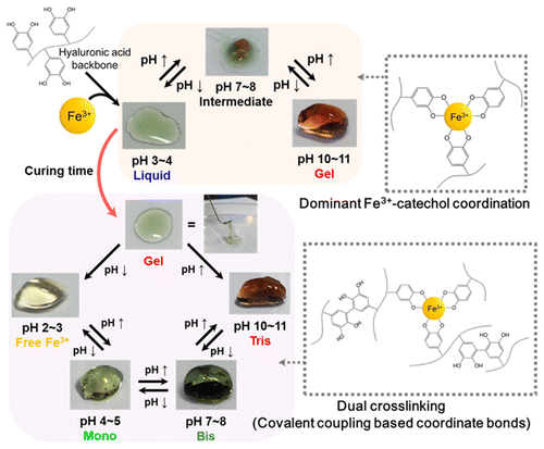 Phase Controllable Hyaluronic Acid Hydrogel with Iron(III) Ion–Catechol ...
