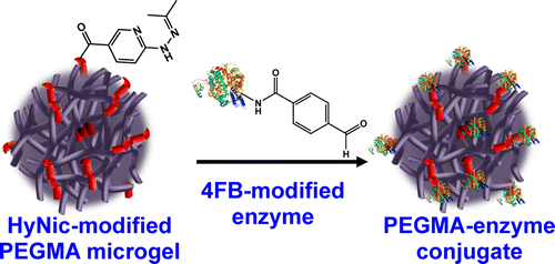 基于PEGMA的微凝胶：酶反应的热响应支持。,Macromolecules - X-MOL