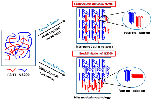 Molecular Orientation and Phase Separation by Controlling Chain Segment ...