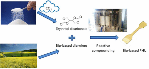 Erythritol Dicarbonate as Intermediate for Solvent- and Isocyanate-Free ...