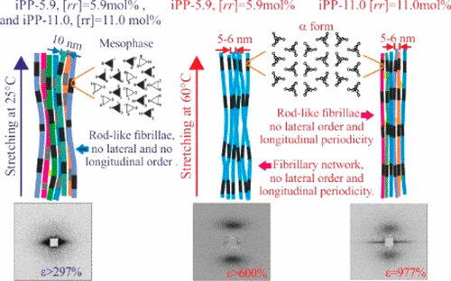 Deformation of Stereoirregular Isotactic Polypropylene across Length ...
