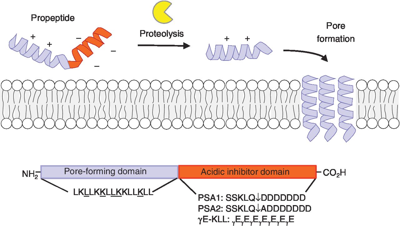 Protease-Activated Pore-Forming Peptides for the Treatment and Imaging ...