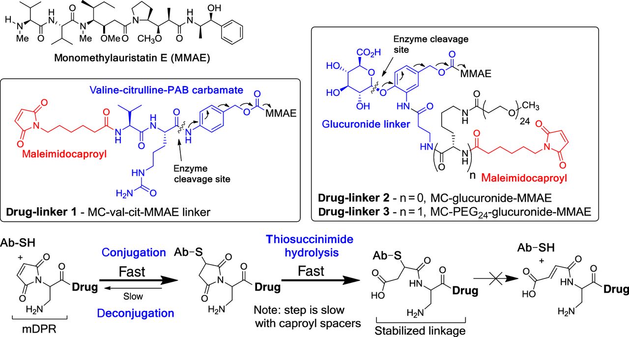 Optimization of a PEGylated Glucuronide-Monomethylauristatin E Linker ...