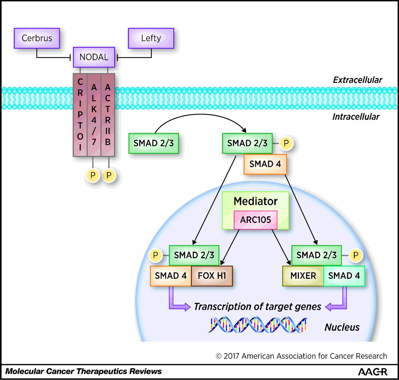 节点信号作为肿瘤学中的发育治疗靶点,Molecular Cancer Therapeutics - X-MOL