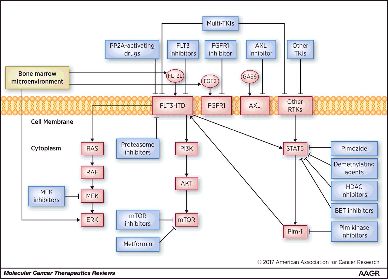 FLT3 Inhibitors in Acute Myeloid Leukemia: Current Status and Future Directions,Molecular Cancer ...