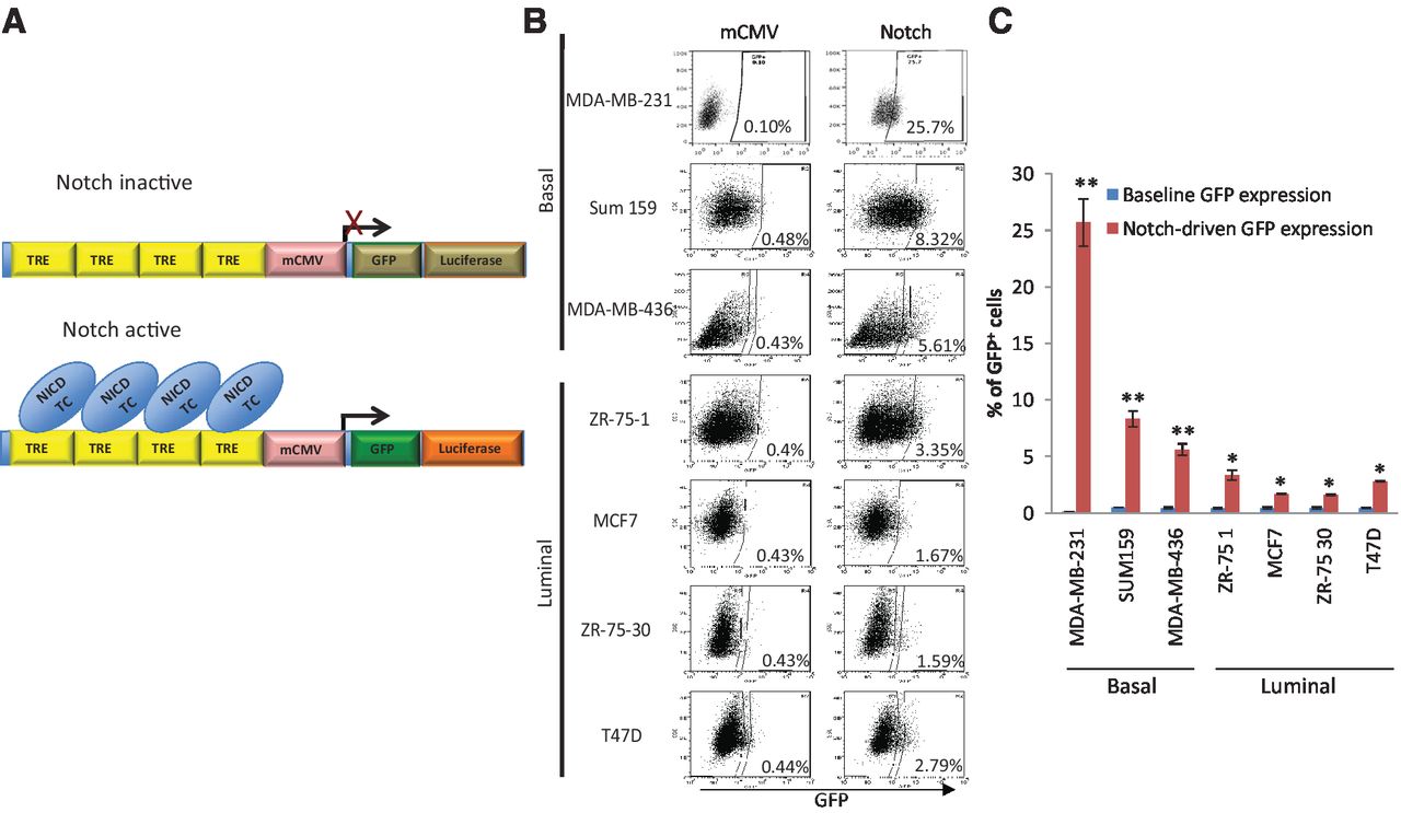 Notch Reporter Activity in Breast Cancer Cell Lines Identifies a Subset ...