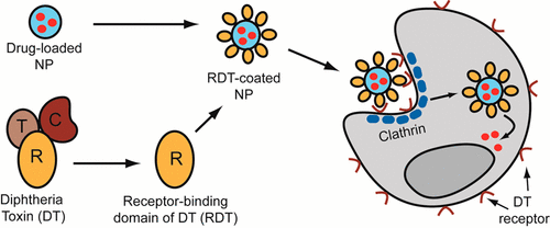 Receptor-Mediated Enhanced Cellular Delivery of Nanoparticles Using ...