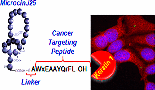 Breast Cancer Targeting Peptide Binds Keratin 1: A New Molecular Marker ...