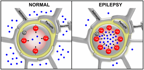 P-gp蛋白的表达和运输活动在啮齿动物的癫痫发作模型和人类癫痫症。,Molecular Pharmaceutics - X-MOL