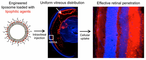 Effective Retinal Penetration of Lipophilic and Lipid-Conjugated ...