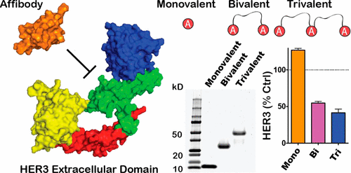 Engineered Multivalency Enhances Affibody-Based HER3 Inhibition and ...