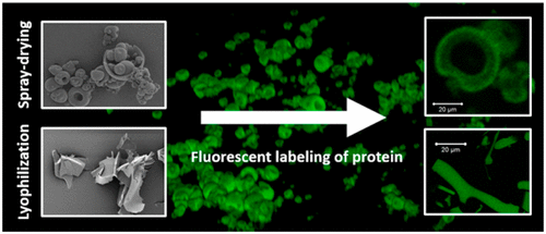 Characterization of Protein–Excipient Microheterogeneity in ...