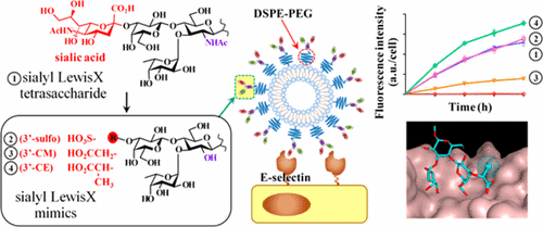 Synthesis and Functional Characterization of Novel Sialyl LewisX Mimic ...