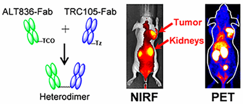 具有双标签双特异性抗体片段的胰腺癌的ImmunoPET和近红外荧光成像,Molecular Pharmaceutics - X-MOL