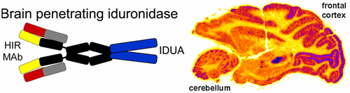 与胰岛素受体抗体-Iduronidase融合蛋白相比，重组Iduronidase体内恒河猴的大脑和器官摄取,Molecular ...