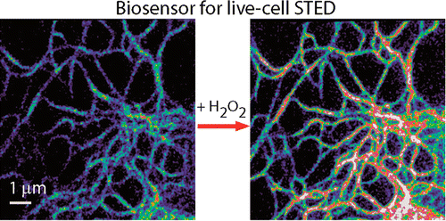 Live-Cell STED Microscopy with Genetically Encoded Biosensor,Nano ...