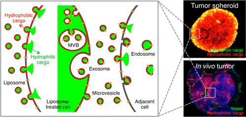 Liposome-Based Engineering of Cells To Package Hydrophobic Compounds in ...