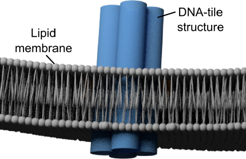 DNA-Tile Structures Induce Ionic Currents through Lipid Membranes,Nano ...