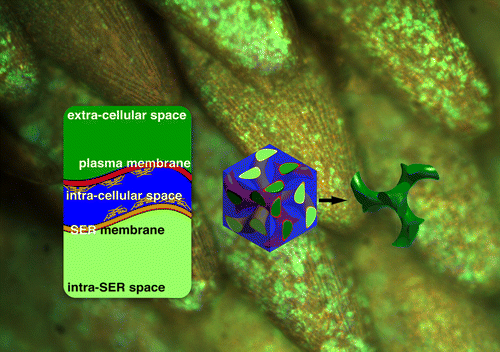 Structural Diversity of Arthropod Biophotonic Nanostructures Spans ...