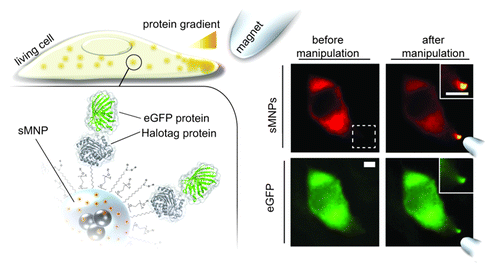 Magnetogenetic Control of Protein Gradients Inside Living Cells with ...