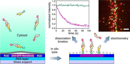 Single Cell GFP-Trap Reveals Stoichiometry and Dynamics of Cytosolic ...
