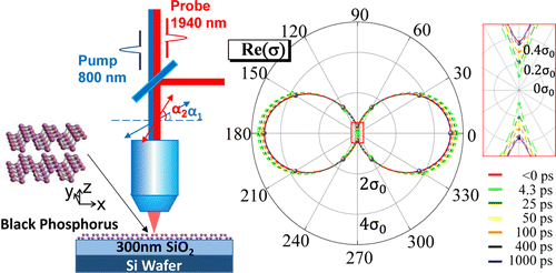Dynamical Evolution of Anisotropic Response in Black Phosphorus under ...