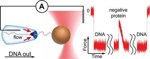 DNA-蛋白质复合物通过玻璃纳米毛细管的可控移位过程中拖曳力的相关性,Nano Letters - X-MOL
