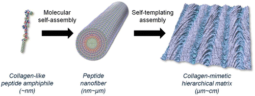 Biomimetic Self-Templated Hierarchical Structures of Collagen-Like ...