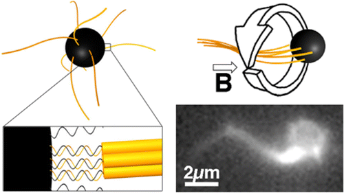 基于DNA的鞭毛束的微泳者的磁推进,Nano Letters - X-MOL