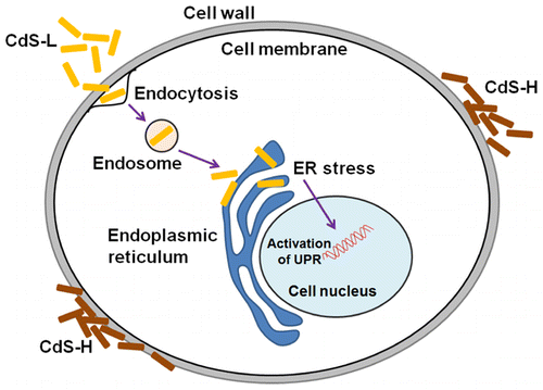 Facet Energy and Reactivity versus Cytotoxicity: The Surprising ...